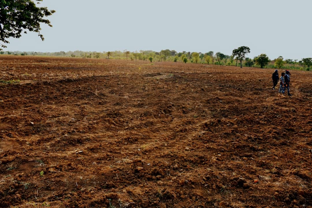 Cross River launches massive 50,000-hectare rice farm - Newslodge